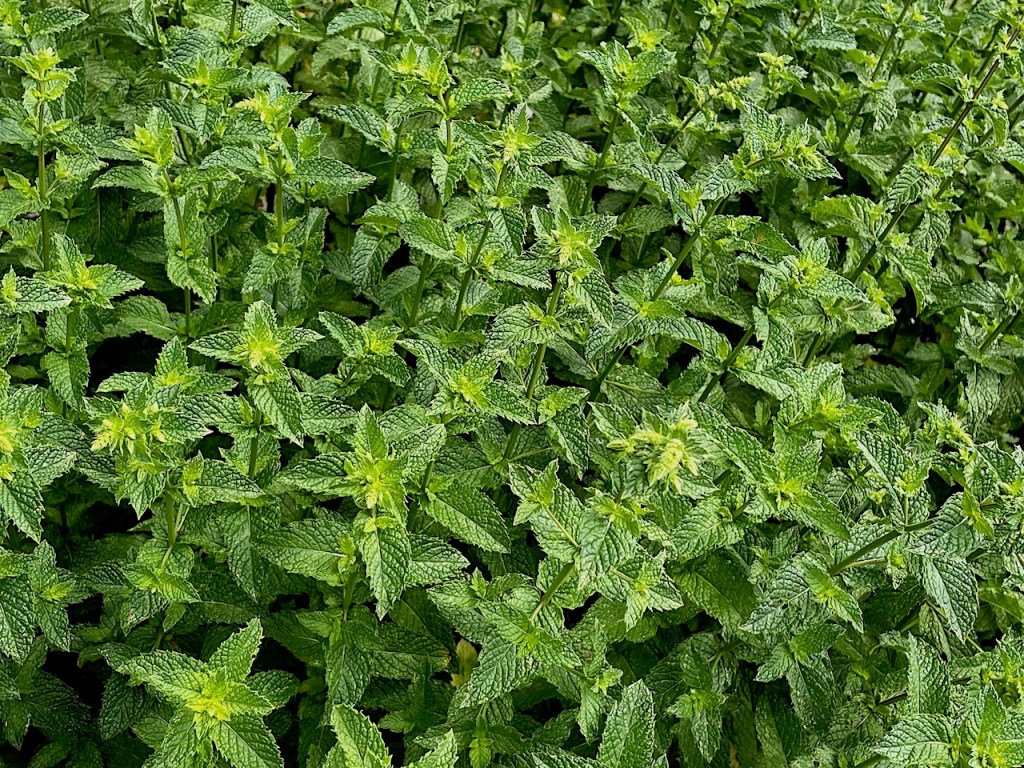 Garden Fresh Peppermint and Lemon Balm Tea – Julia Eats